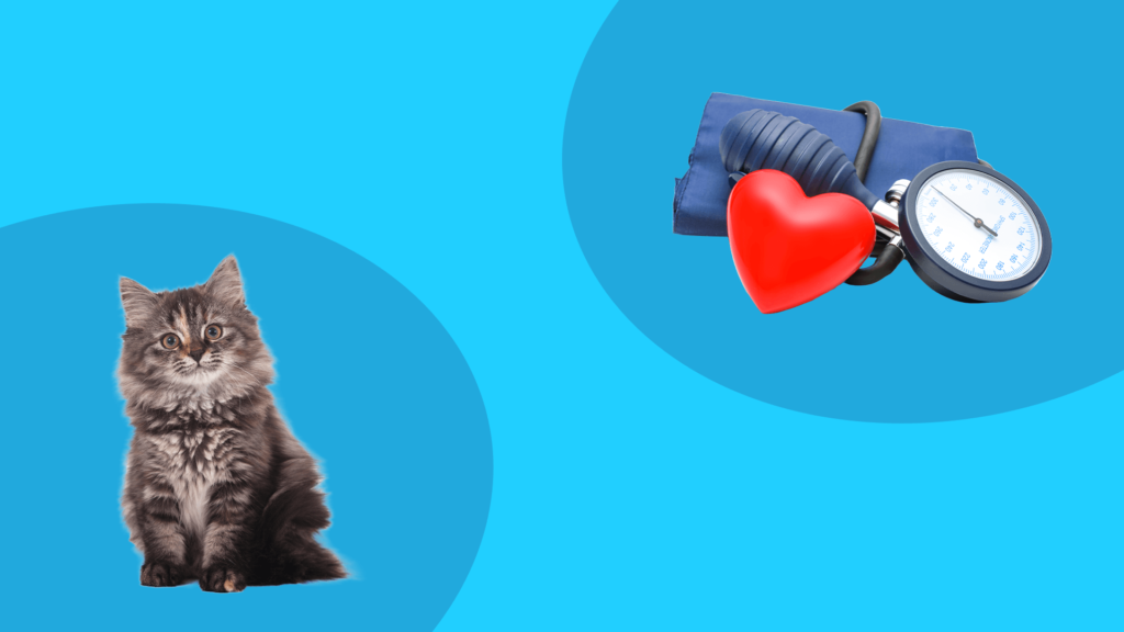 Treating hypertension in cats