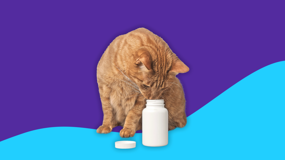 Amoxicillin for cats: Dosage and safety | SingleCare