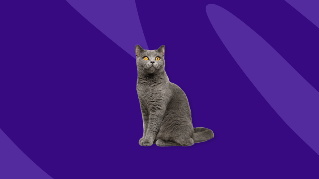 Azithromycin for cats: Dosage and safety