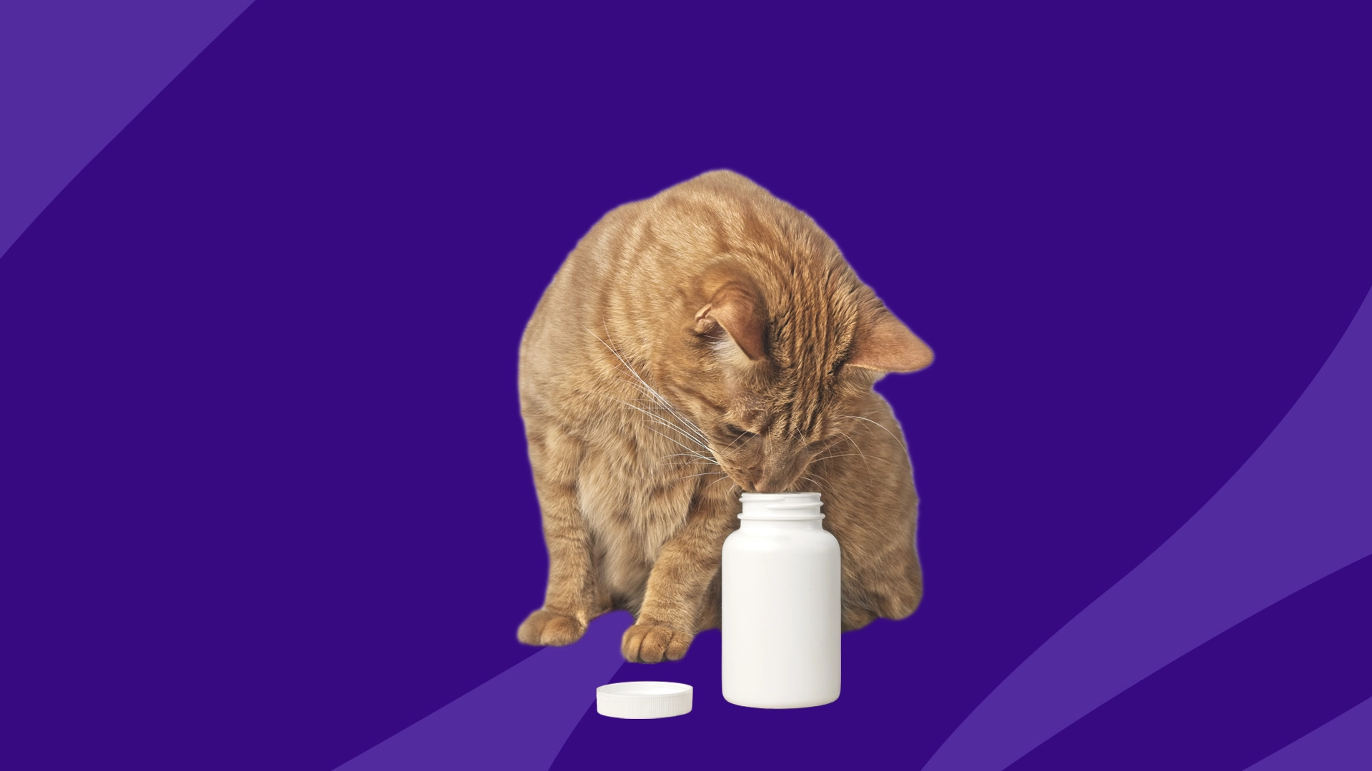 Furosemide for cats: Dosage and safety