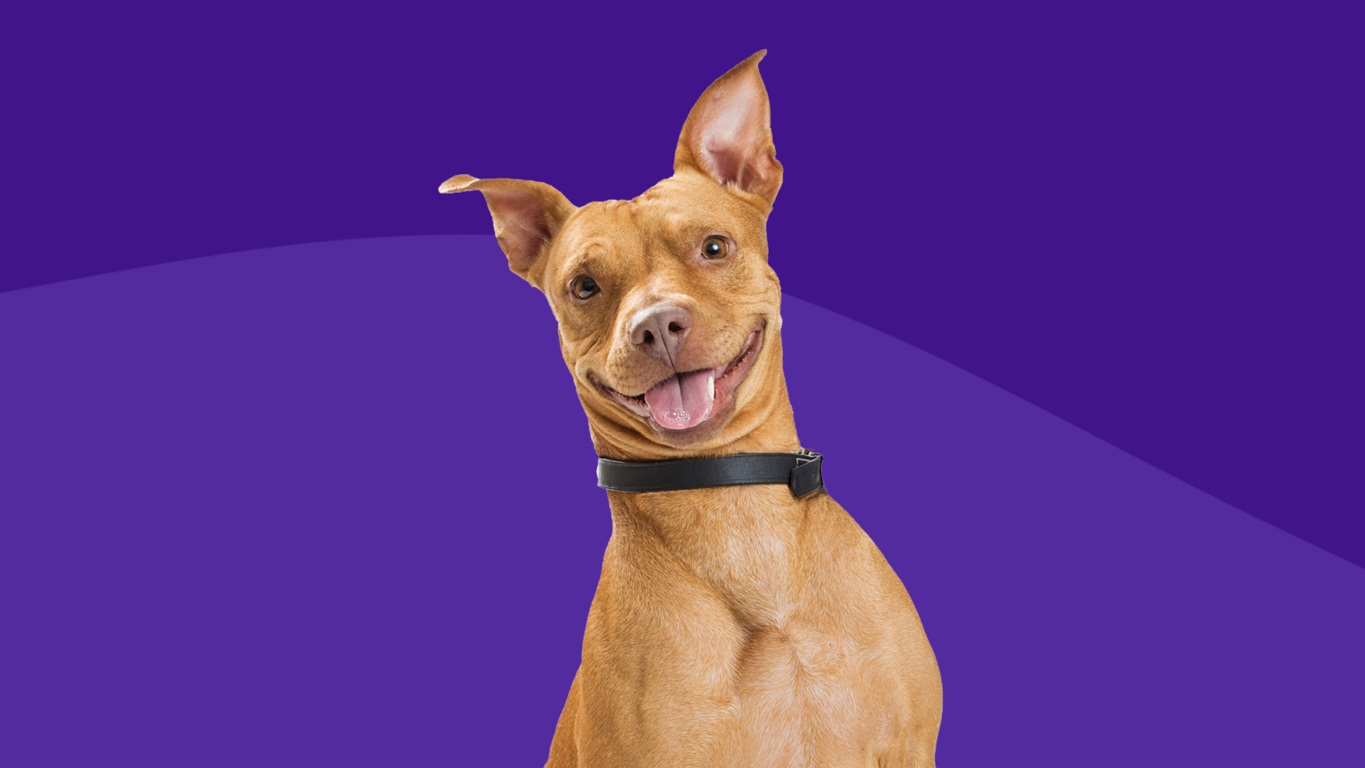 Ondansetron for dogs: Dosage and safety | SingleCare