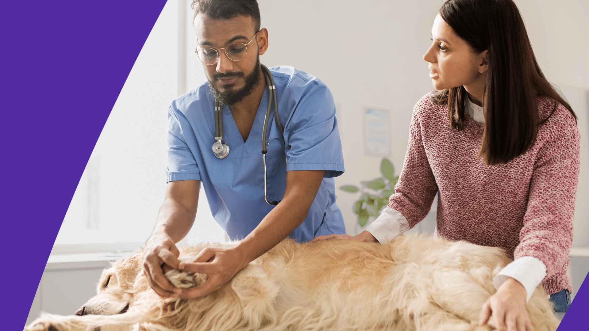 Topamax for dogs: Safe dosage and uses for seizure treatment