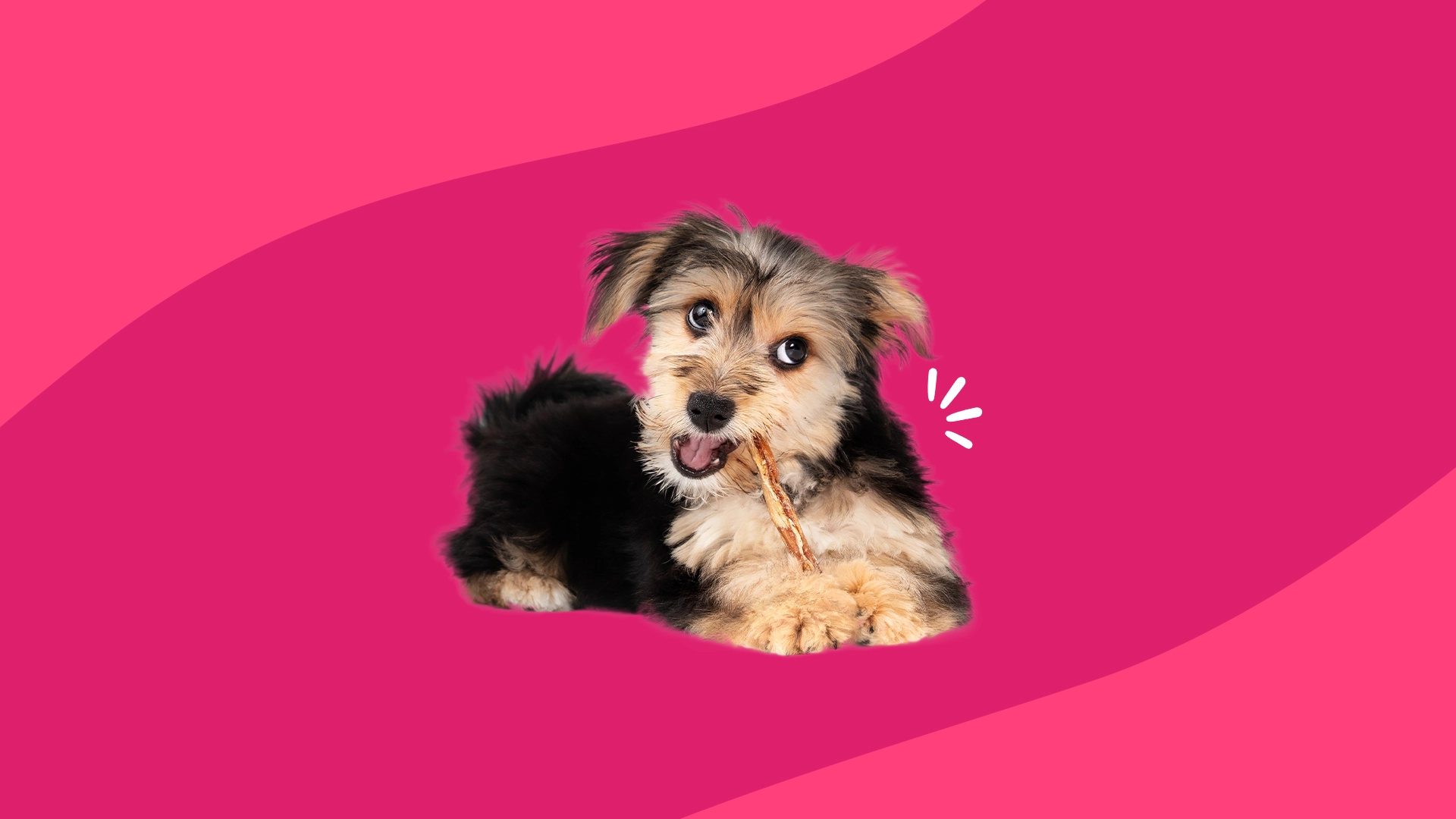 Propranolol for dogs: Dosage and safety